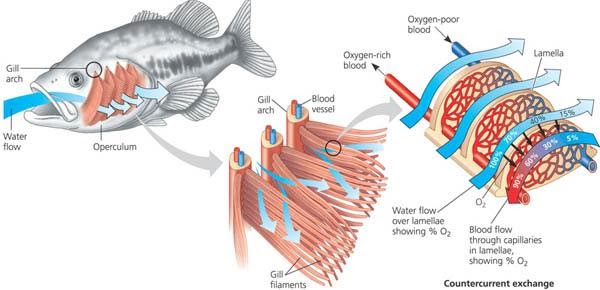 Rozaini Othman Guru Cemerlang Biologi The Structure And Function Of 