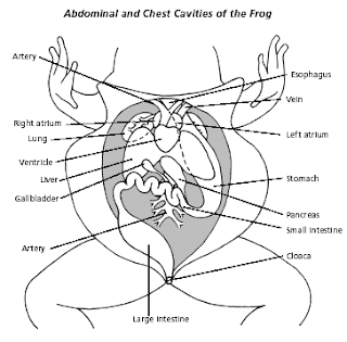 Rozaini Othman (Guru Cemerlang Biologi): Dissecting the Frog