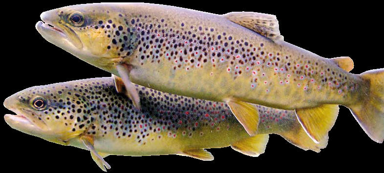 Runnicchiando: VOGLIO DIVENTARE UNA TROTA