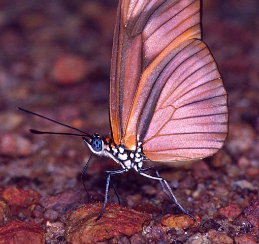 Beautiful Butterfly: Nymphalidae (brush-footed butterflies):