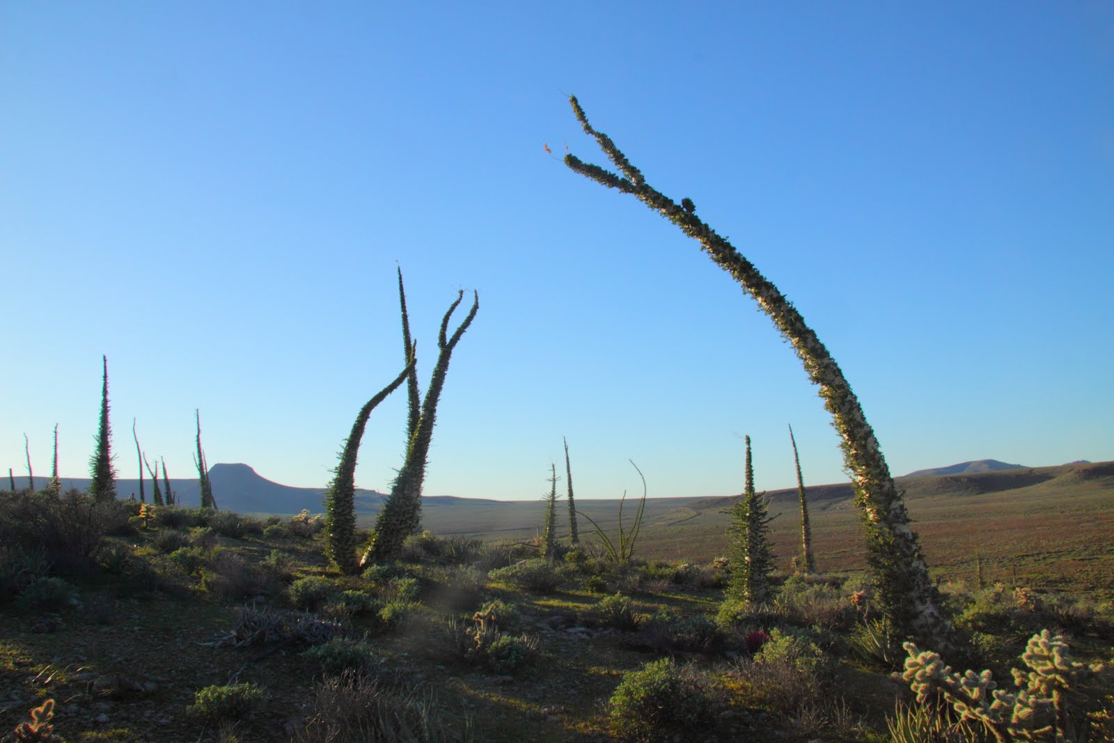 The Cirio or Boojum Tree (Fouquieria columnaris)