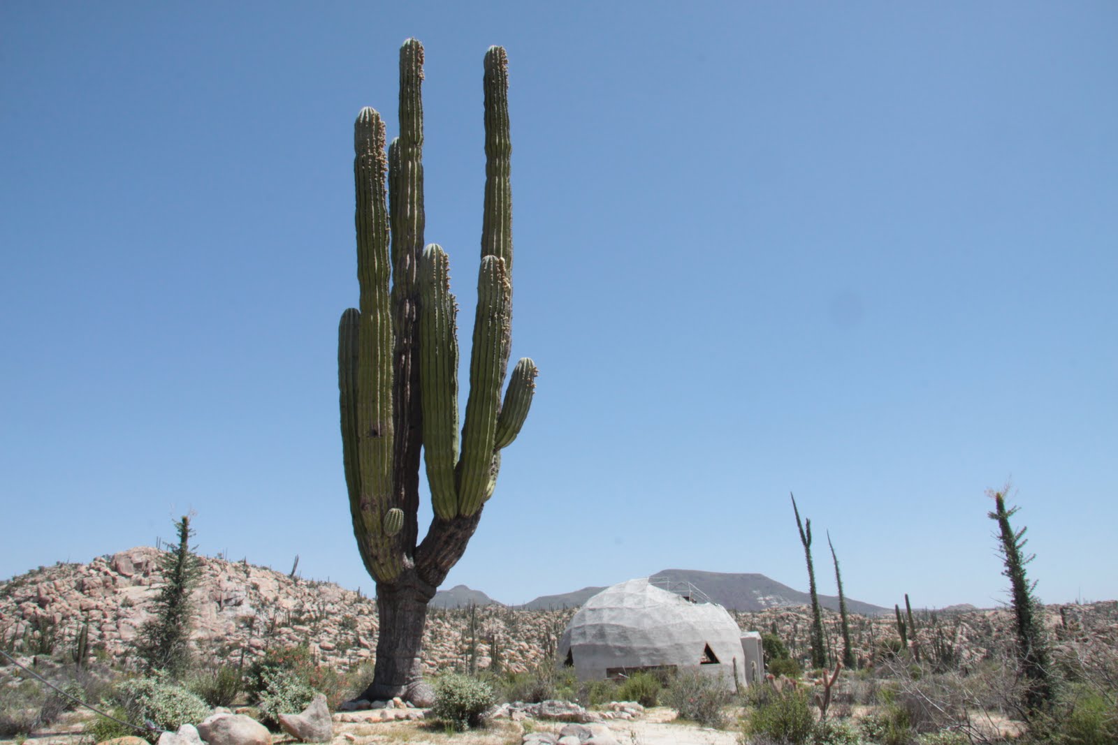 The Cirio or Boojum Tree (Fouquieria columnaris)