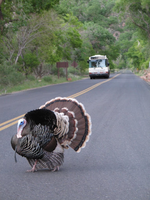 Hitchhiking Animals: Turkey hits car, knocks out driver