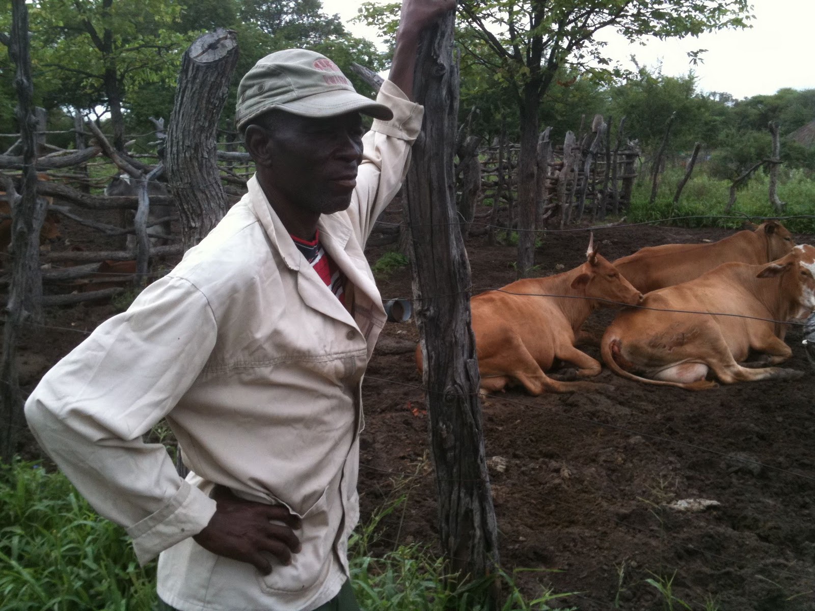 Sitatunga Dispatches: Mopipi's Cows