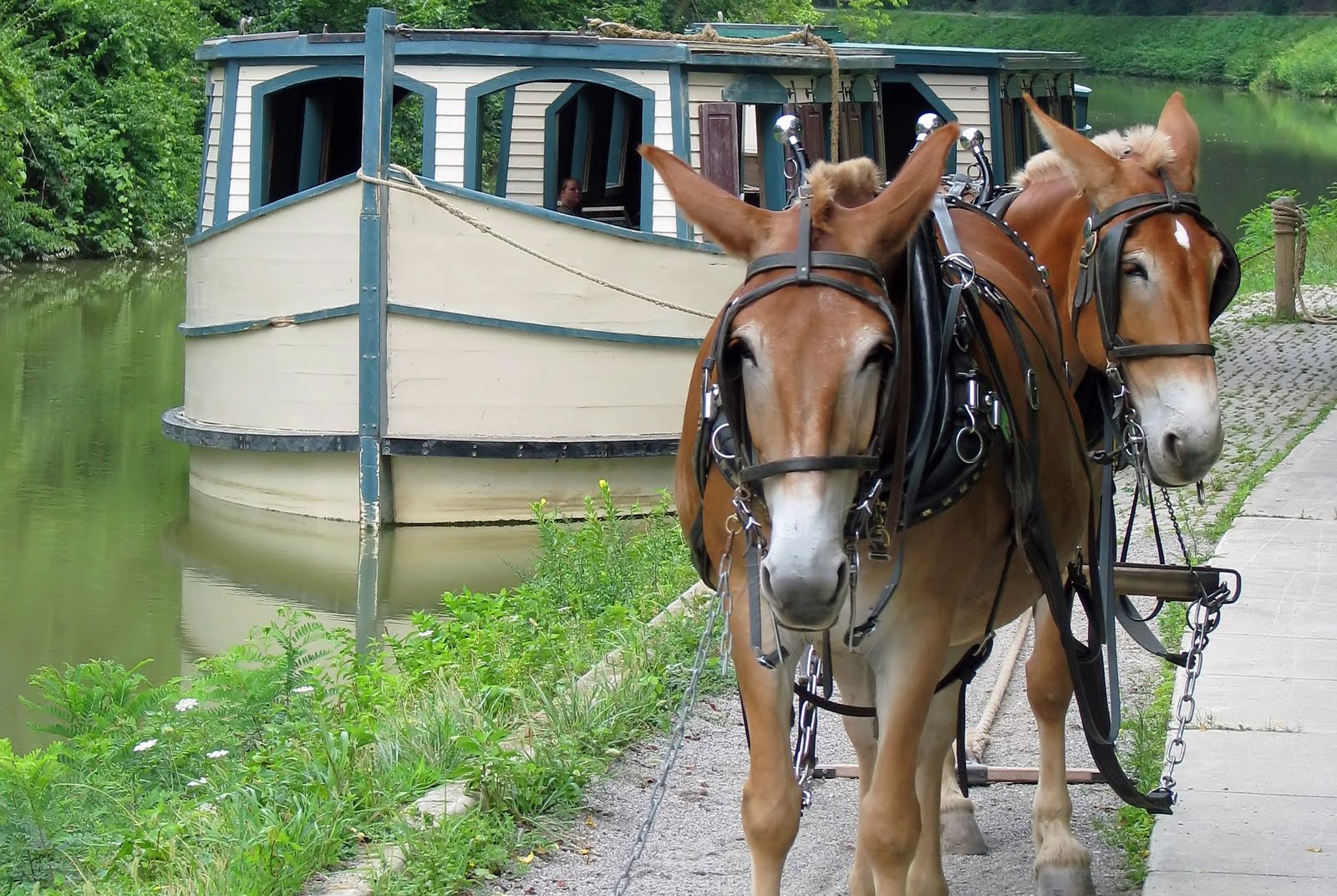 3̶6̶5̶Whenever I feel like itin2̶0̶1̶0̶years to come: The Canal Experience