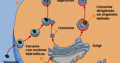 Biología Celular: EL LISOSOMA