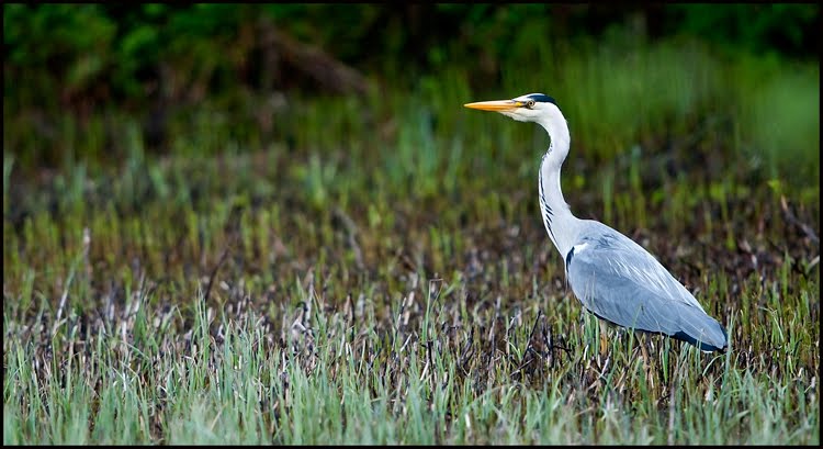 TOM DYRING WILDPHOTO / NN: juni 2010