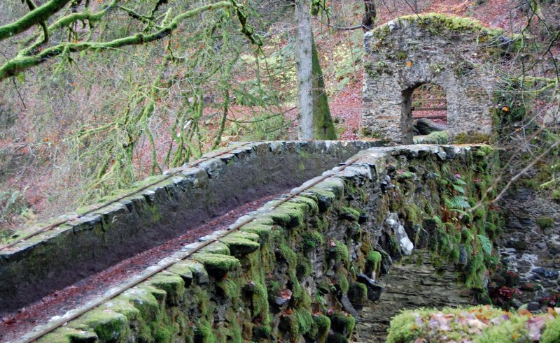 Scotland for the Senses: Awe-struck in big tree country