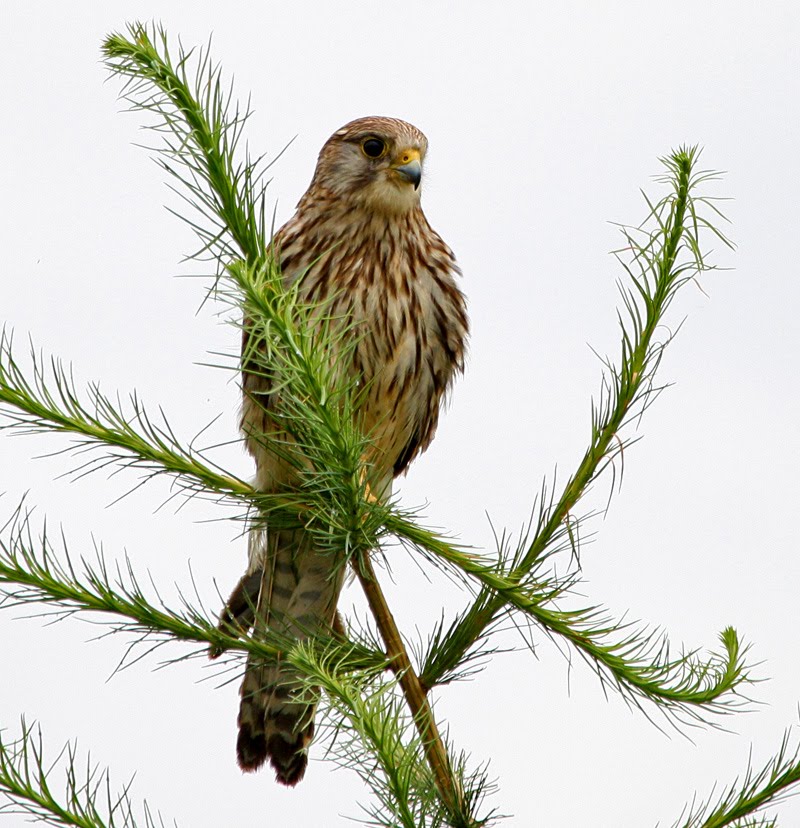 Micks Birds, Wildlife and Other things.: June 2010