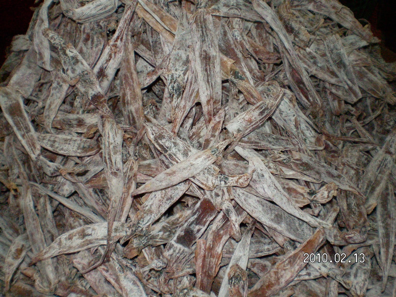 TODAY: BUWAD(DRIED FISH) NG CEBU