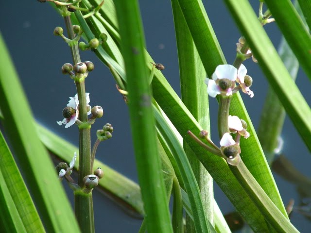 Hiliseaed : Ei umbrohi hävine :)