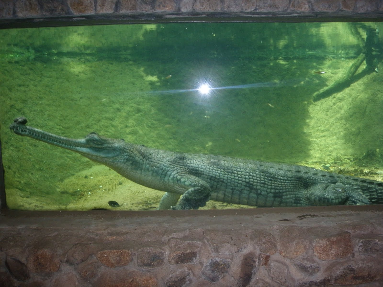 Namma chennai: MADRAS CROCODILE BANK