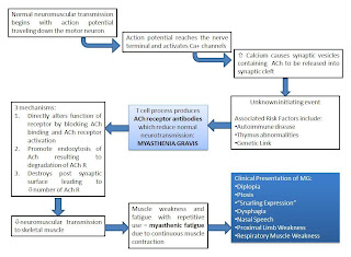 little doctors: Myasthenia Gravis
