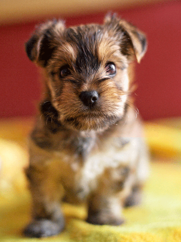 Los yorkys hablan: Historia de un Yorsay