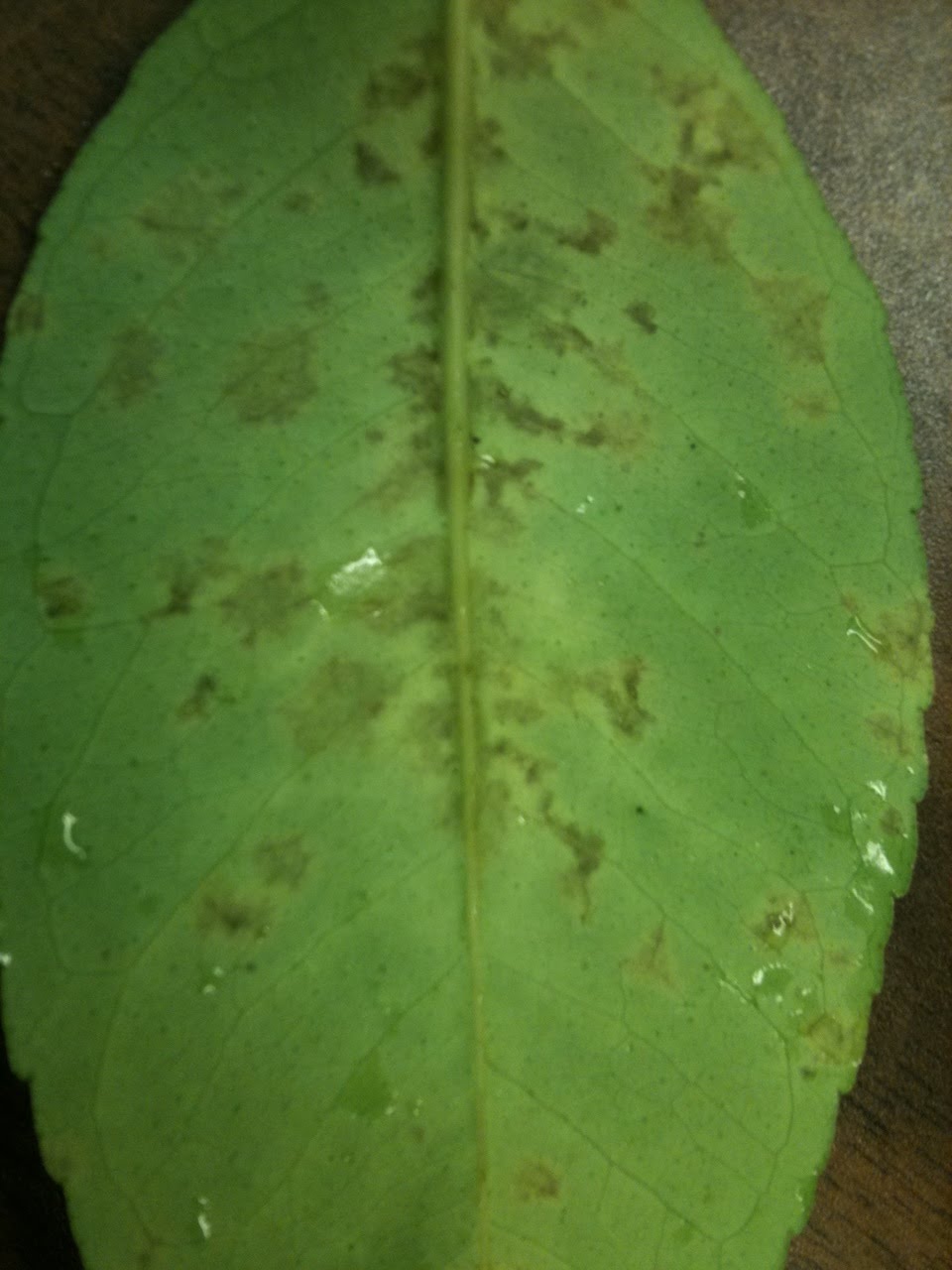 Topics in Agriculture: Greasy Spot Fungus on Meyers Lemon