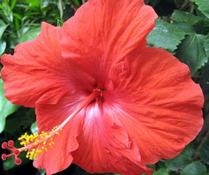 Ever Green Nature: SHOE FLOWER