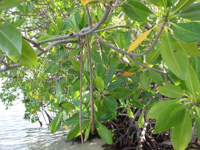 Biblioteca Gándara: Los Manglares de Puerto Rico