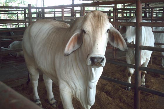 vista alegre: el ganado