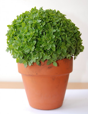 PROSIMETRON: Manjerico de Santo António!