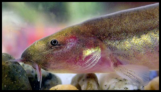 Acquadrome: Pangio longimanus