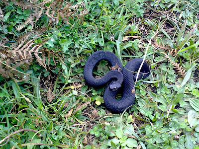 Nubes y bosques: víbora negra