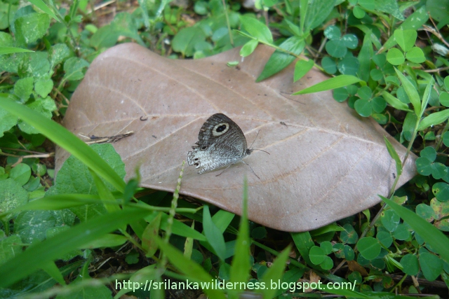 Wild Sri Lanka: White Four-ring Butterfly(Ypthima ceylonica)