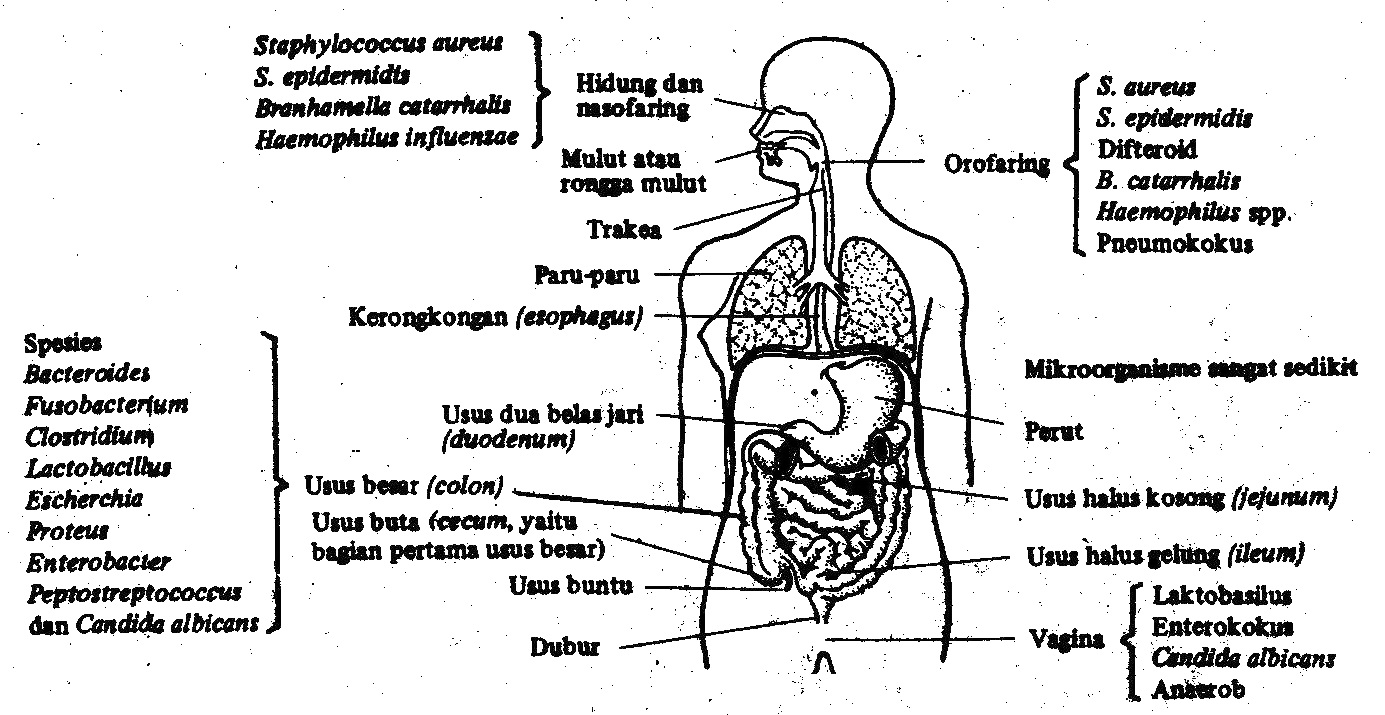 Wulandari Saputri Flora Normal Tubuh Manusia