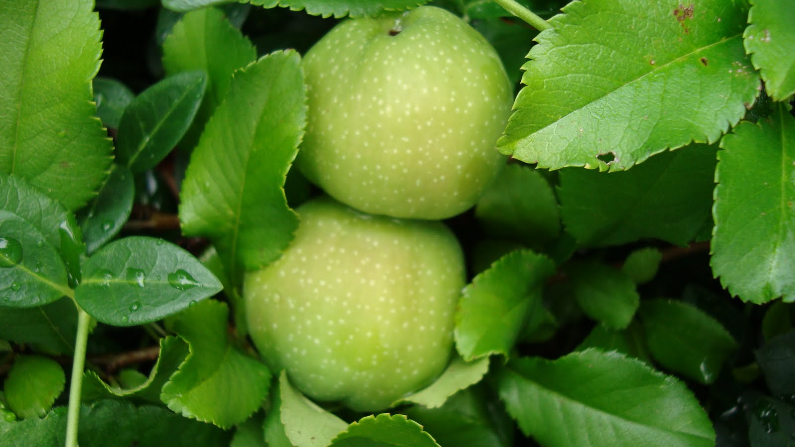 Ai My's Floral World: Flowering quince (Hoa Mộc Qua, Mộc Trà )