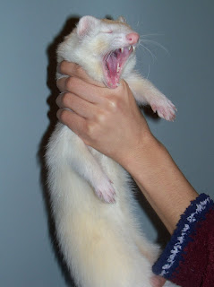 Ferrets in the North: The "no bite" hold