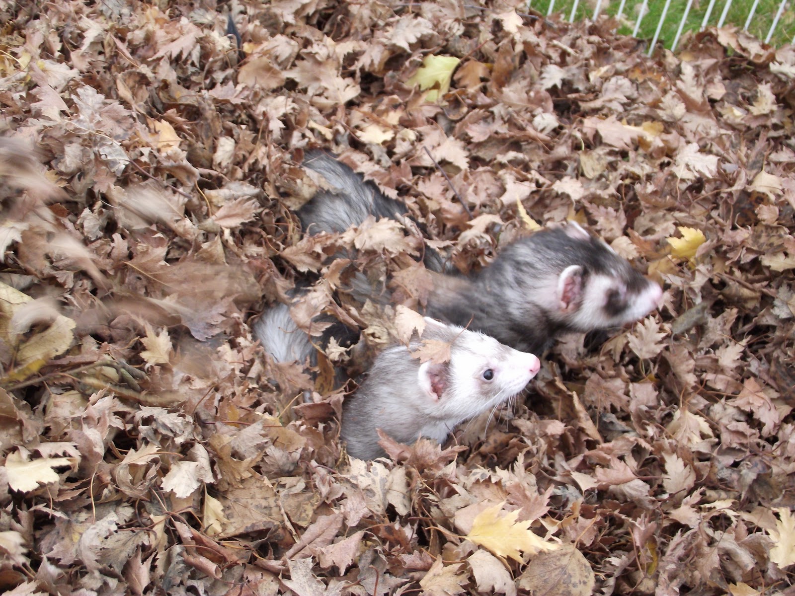 Ferrets in the North: Introducing new friends - tips for introductions