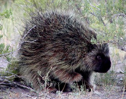 Warriors Mark: Pennsylvania Mammals