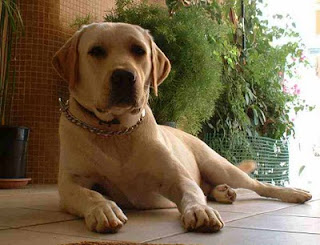 CONCILIUM AMICORUM NAUTORUM: GORDO UN FIEL AMIGO LABRADOR