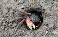 How Do We Catch Sand Crabs in Mindoro - Learning from Nature ...