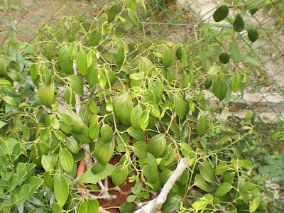 DoubleNor Creative: Pokok lada hitam