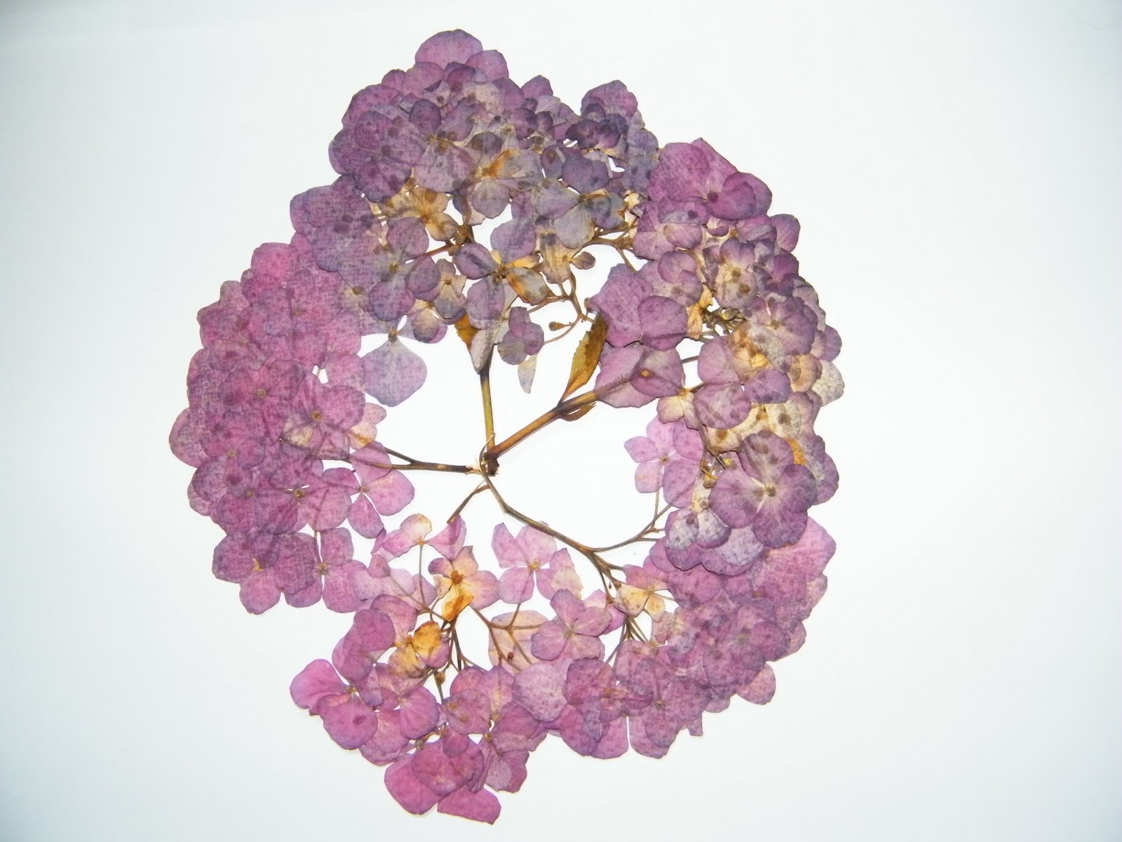 Jordan - Louise Photography Blog: Flower pressing and Normal Flowers