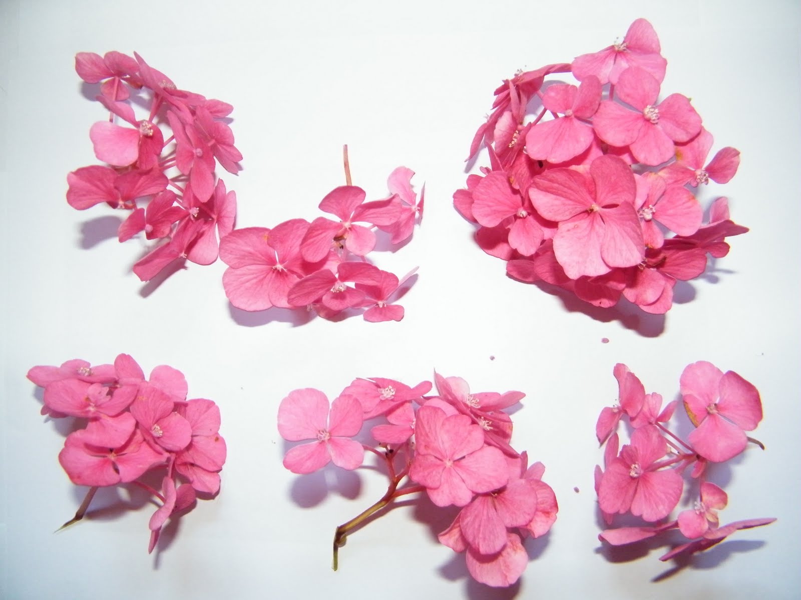 Jordan - Louise Photography Blog: Flower pressing and Normal Flowers