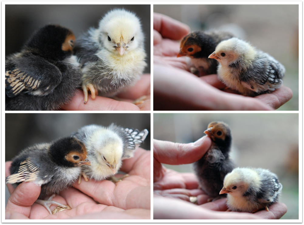 synch-ro-ni-zing: Chicken Scrapbook Memories