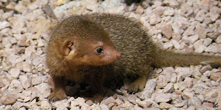 Kathryn's Wild Animals: Life Cycle of Baby Egyptian Mongoose.