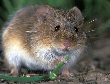 Los topillos invaden Castilla : TERRA CASTELLAE