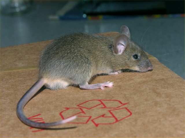 El Blog de Biottec: Ratón doméstico (Mus musculus)
