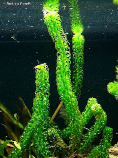Aqua Experience: Lagarosiphon major