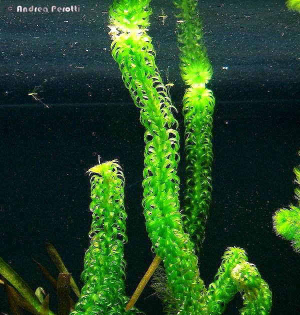 Aqua Experience: Lagarosiphon major