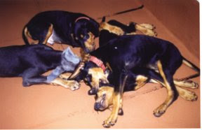 Advances in Veterinary Genetics - 2008: Narcolepsy: Dogs sleeping on ...