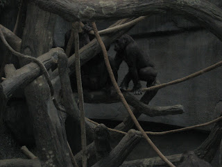 The Bough Family Homeschool: Play With Me