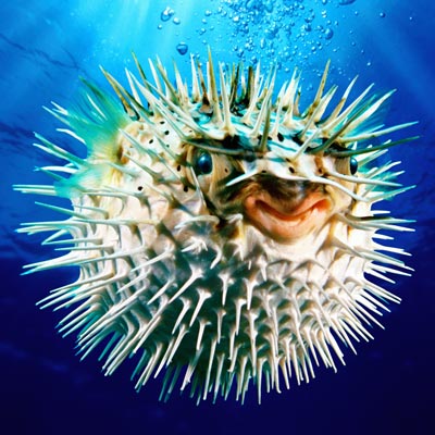 The Medical Secrets of Animals: Puffer fish toxin for Cancer-related pain