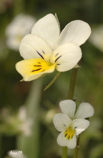 La Flora de la Cerdanya: Mes flors de la 6a sortida