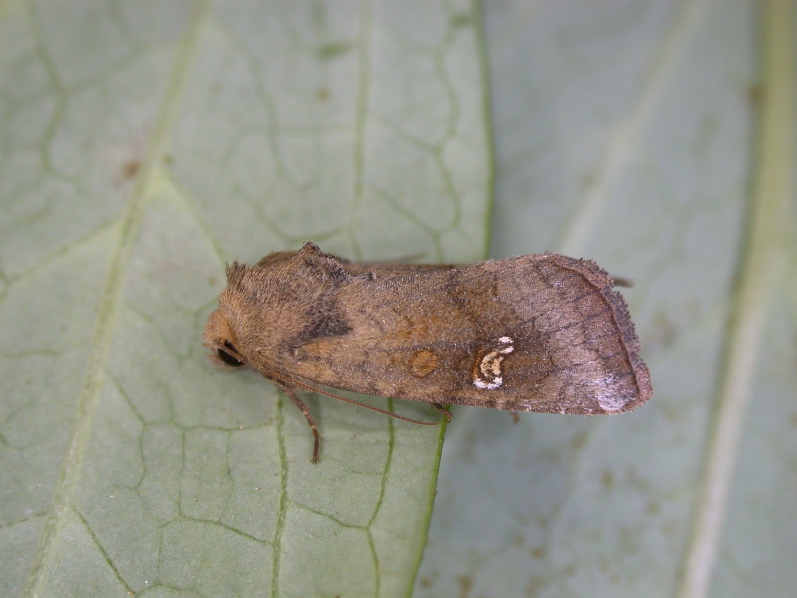 Earith Moths: August 2009 - Part 2