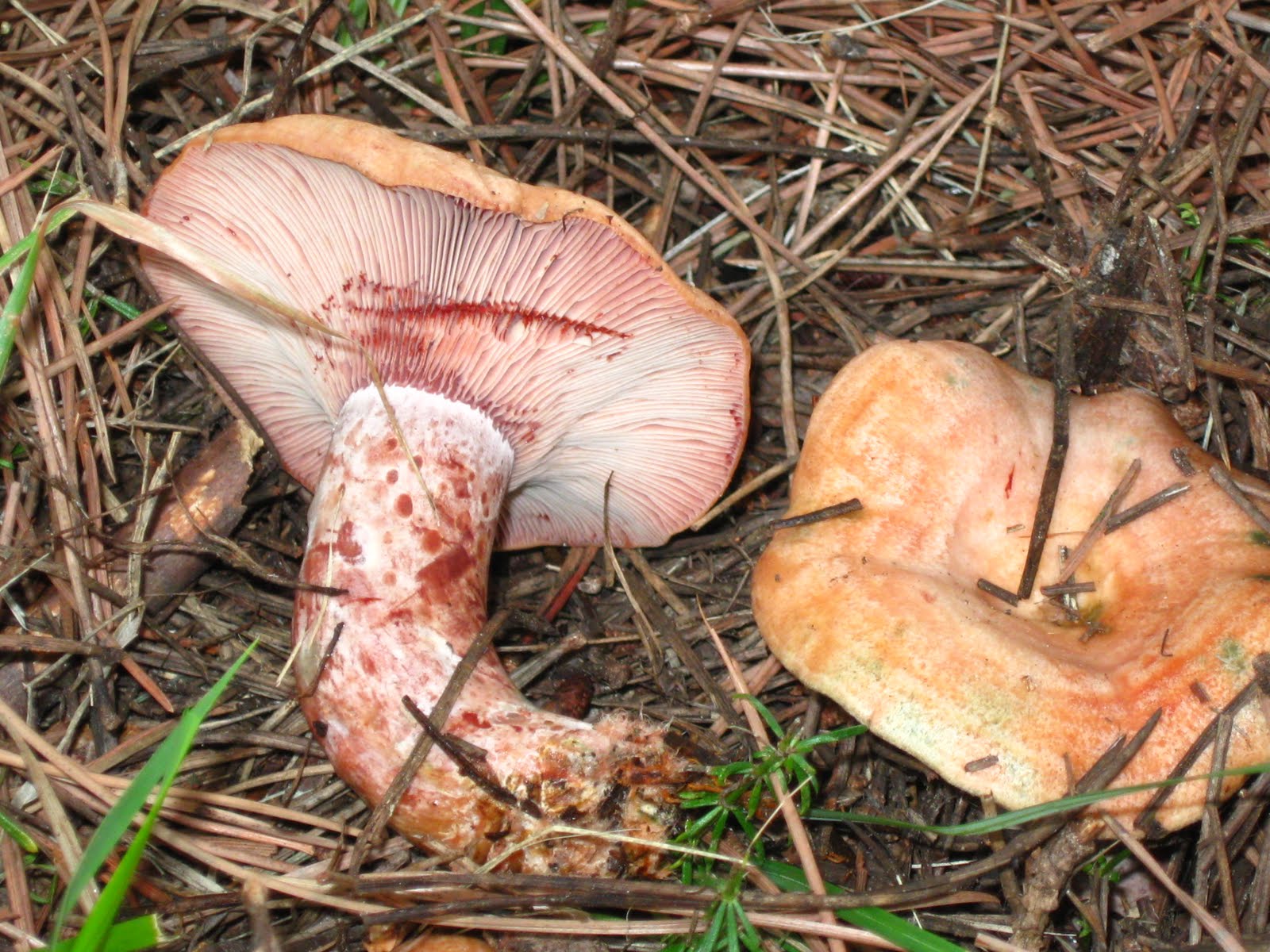 Renato PhotoBlog: Lactarius vinosus