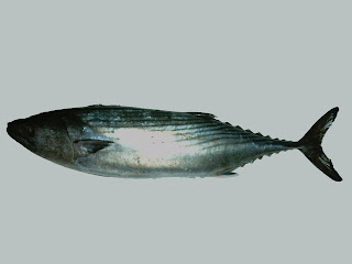 IctioBlog 2009: Atum Bonito