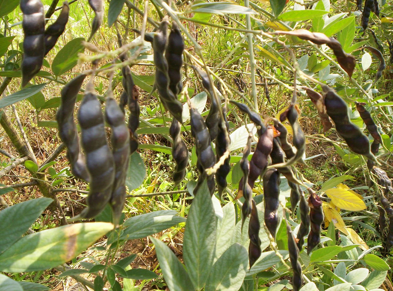 ELAPPULLY JP BLOG: AGRICULTRE IN ELAPPULLY